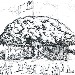 The Great Oak of Winwick - Warrington History Society